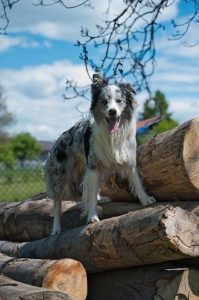 Glasgow Pain Score for Dogs: Your Guide to Canine Care